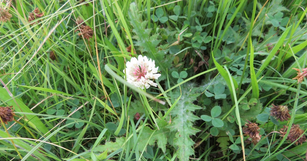 Iirimaa: Valge ristik