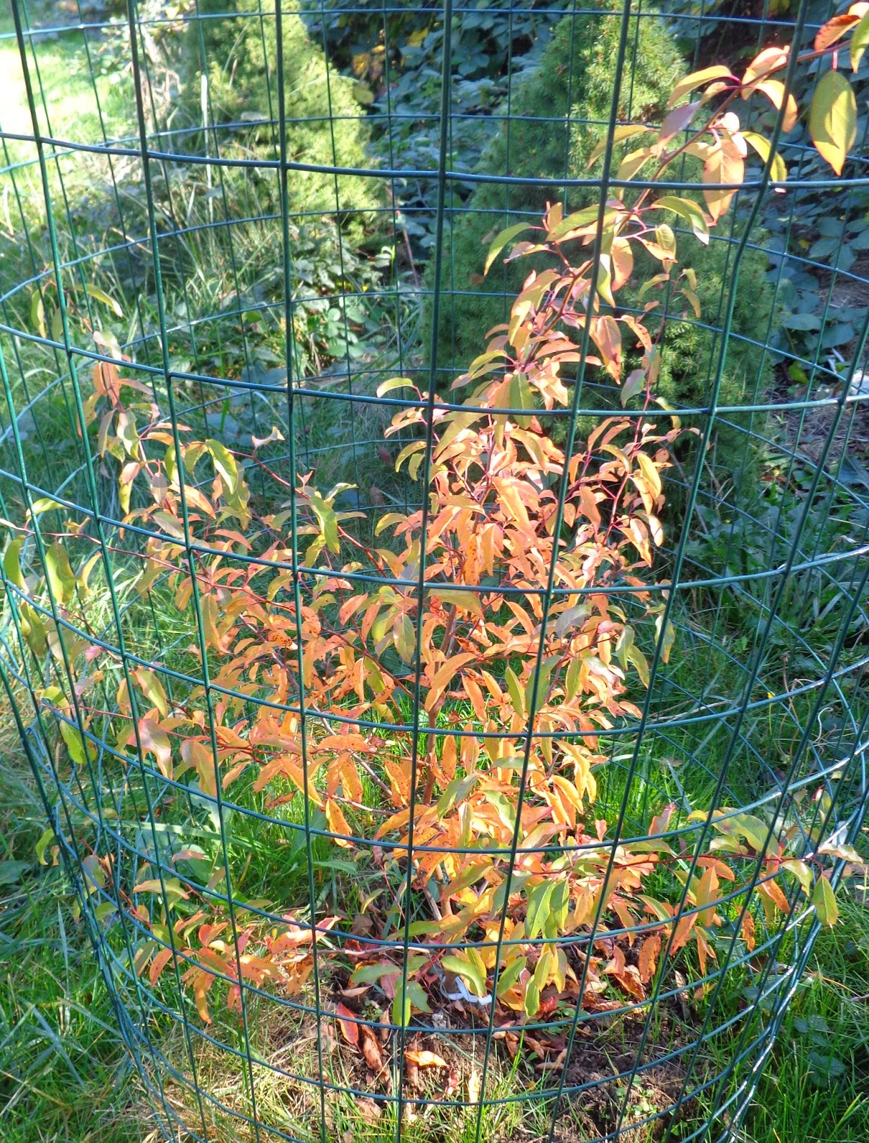 Daniel's Pacific NW Garden: Fall Color - in Home Orchard and fruit garden.