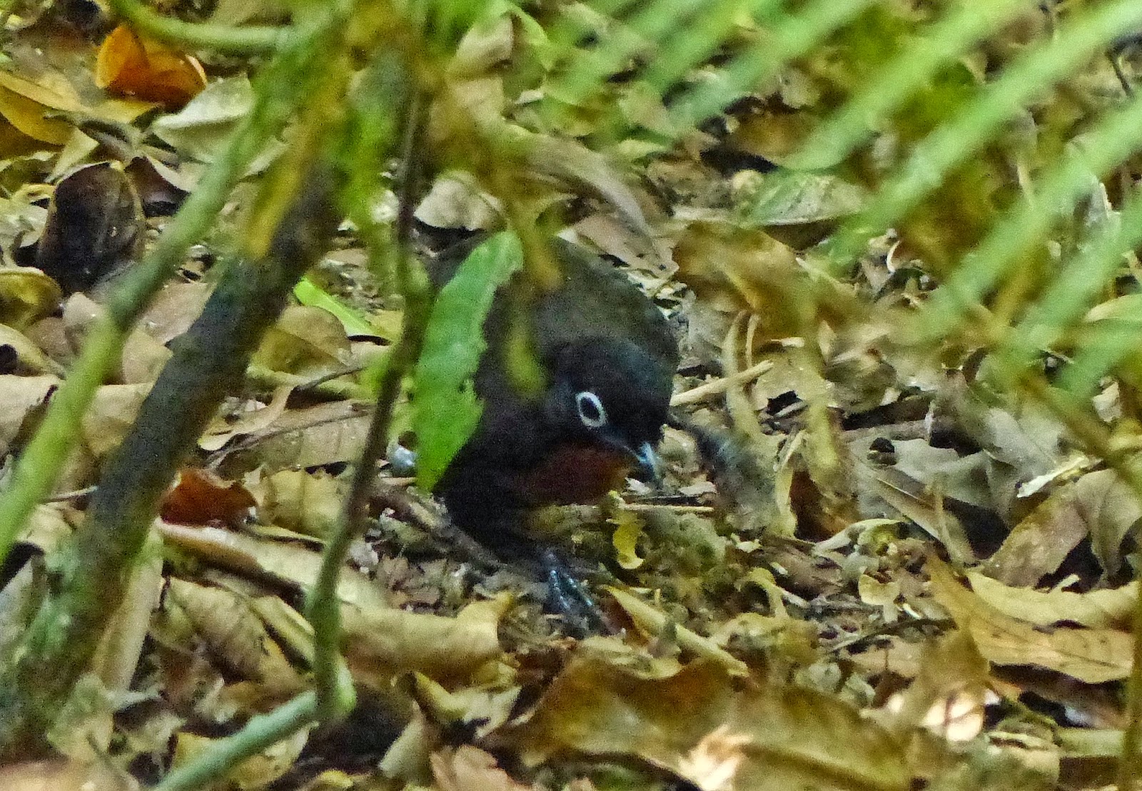 A.W.Birder: Always on the lookout for fine birds...: North Queensland ...