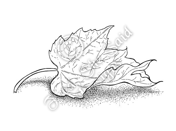 Fred, She Said Designs .... The Store: Fallen Maple Leaf DIG & COL