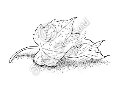 Fred, She Said Designs .... The Store: Fallen Maple Leaf DIG & COL