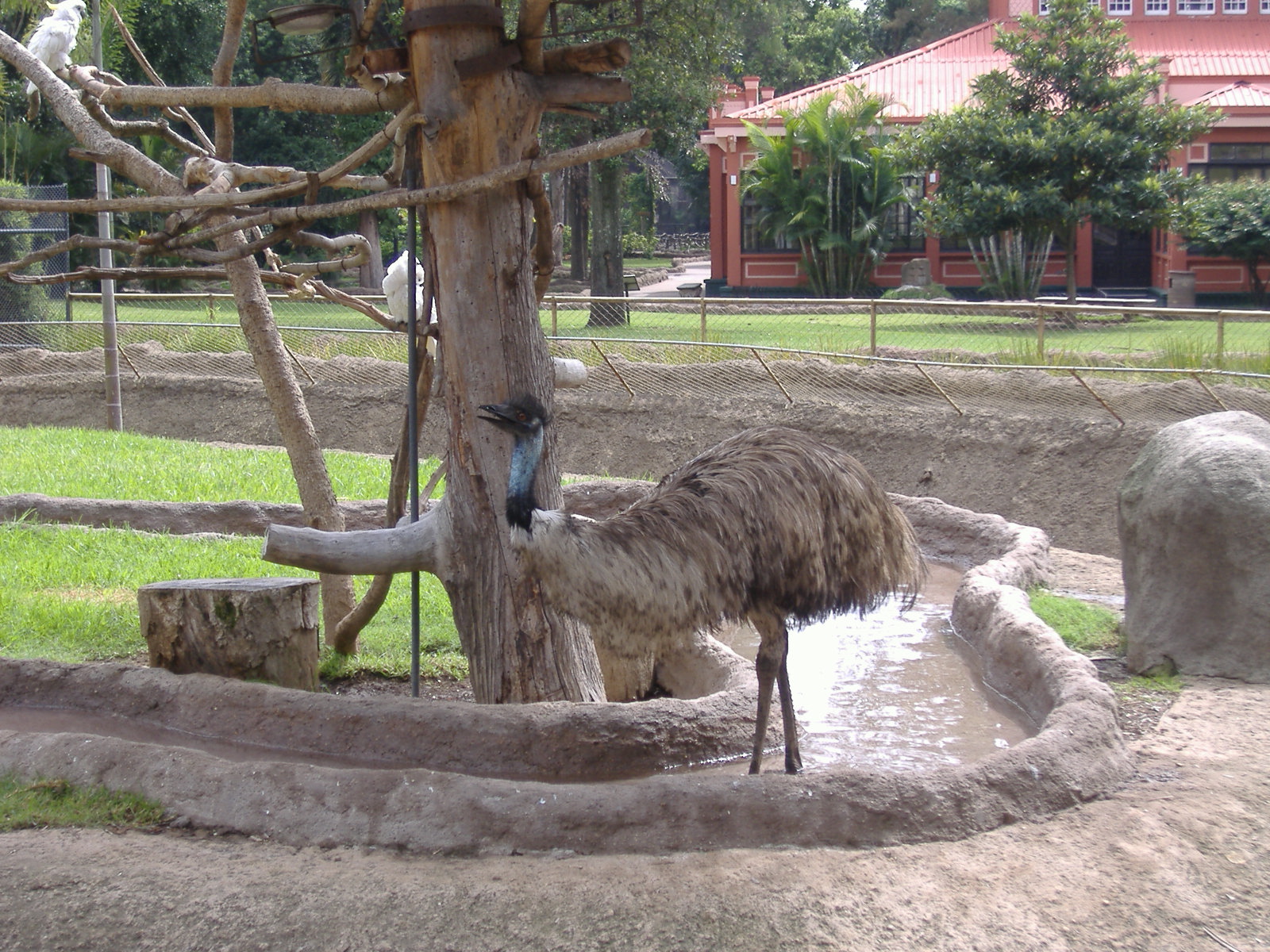 Aurora Zoo: El Emú (Dromaius novaehollandiae)