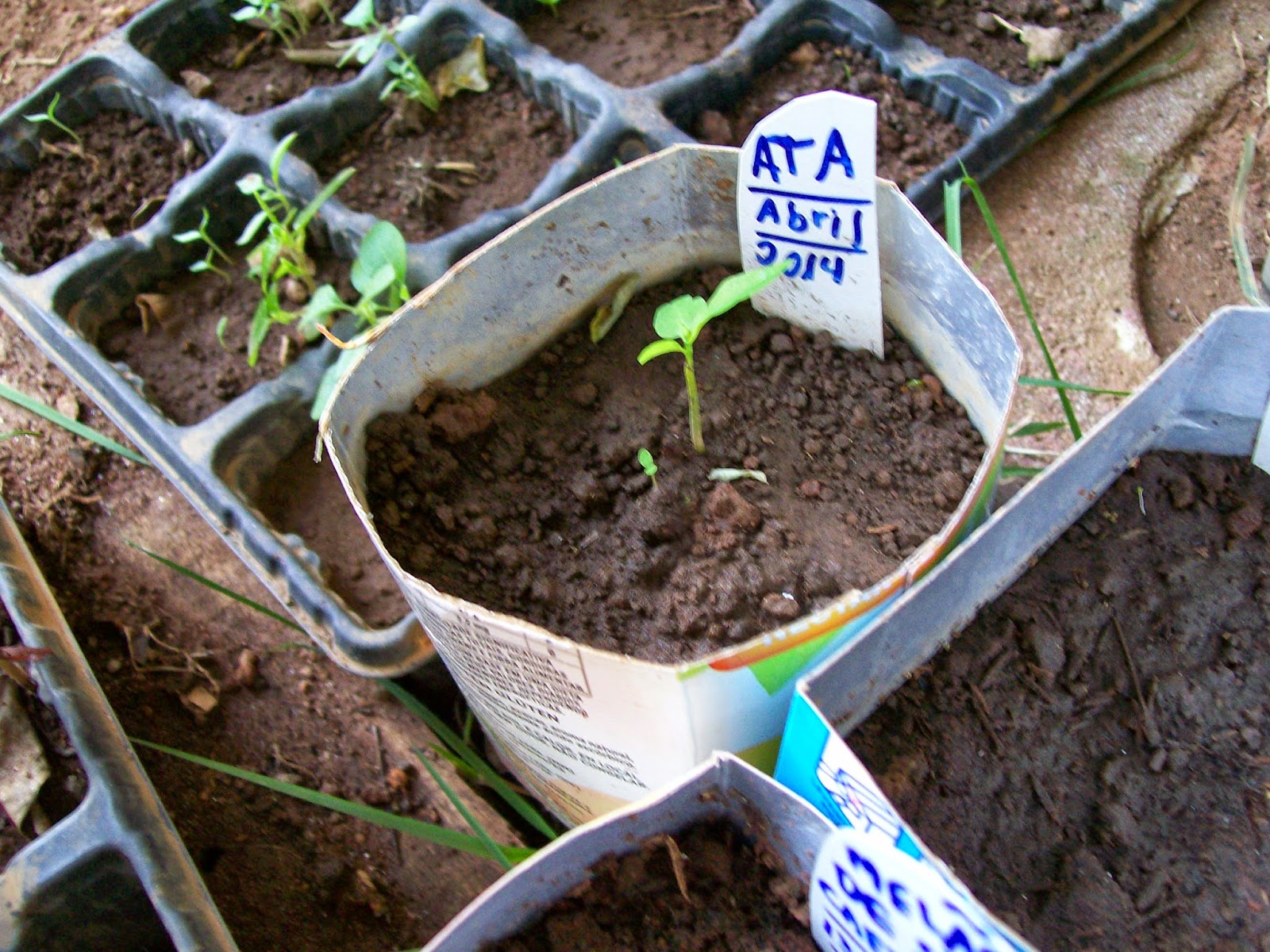 Uma semente por dia: Plantio de sementes de ata