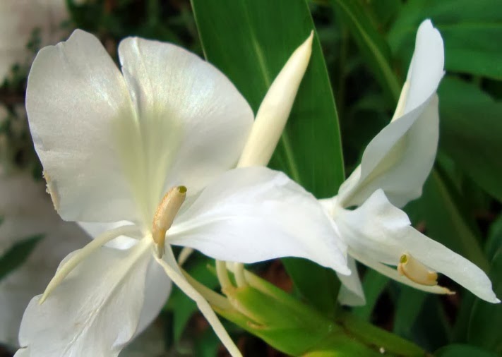 Living with Nature - School on Blog by Dr. Abercio V. Rotor: Camia Flower