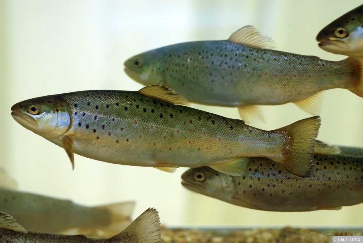 Peces y plantas ornamentales: Salmo Trutta - Trucha común