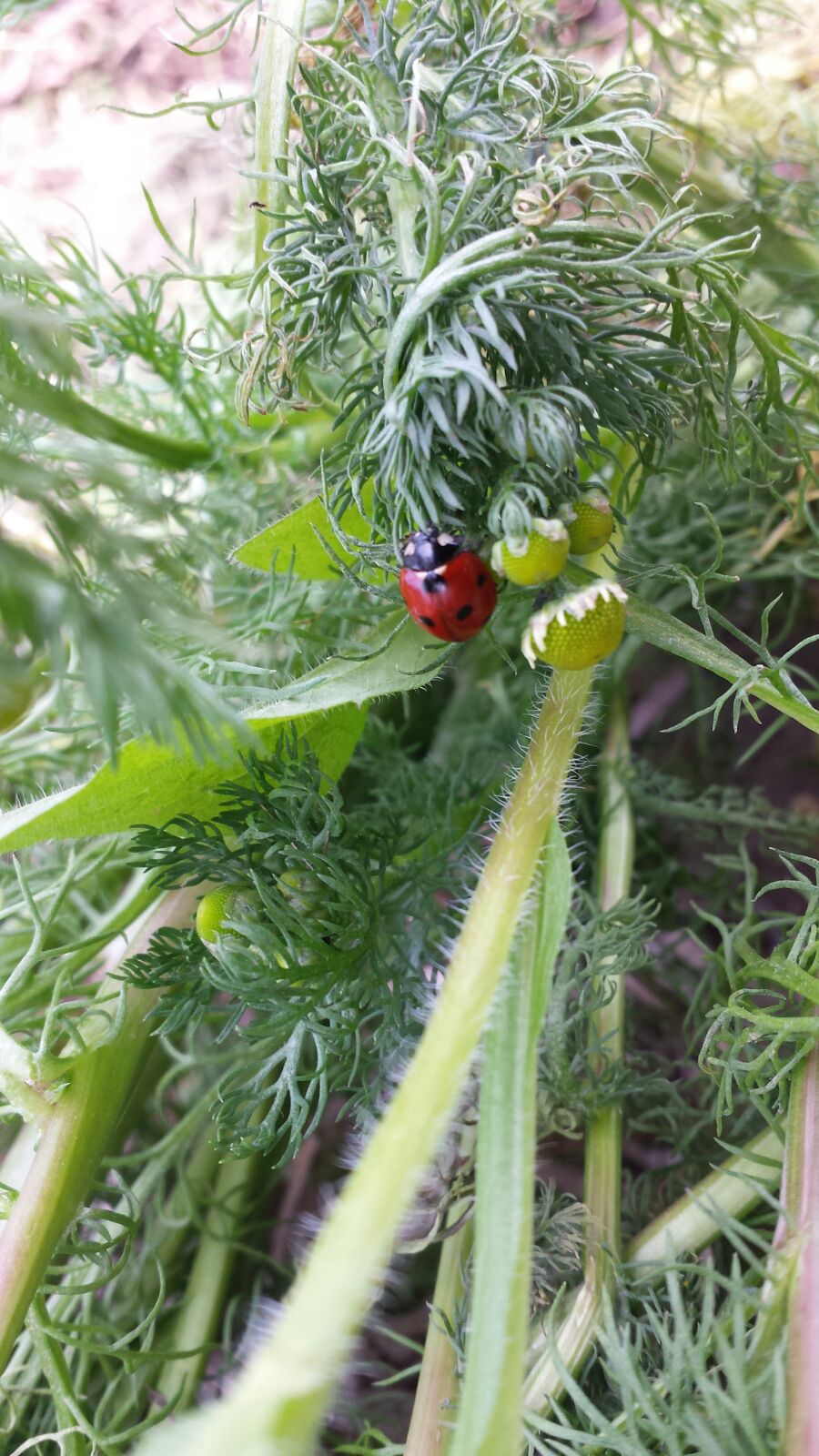 Kamilica - vrijedna biljka za nas, ali i naše vrtove