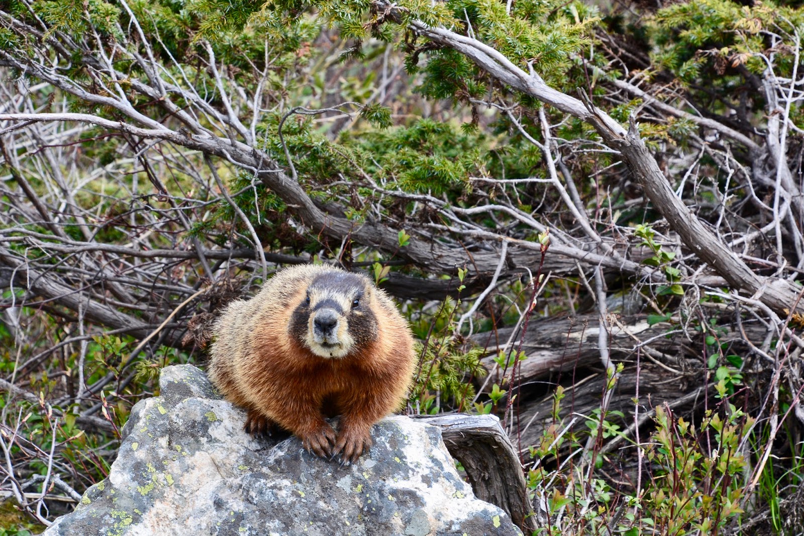 venturing4th: String and Leigh Lakes