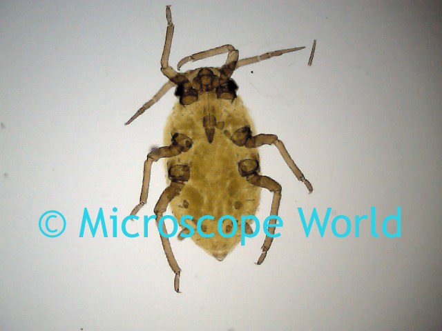 Microscope World Blog: Aphids and Digital Microscopes