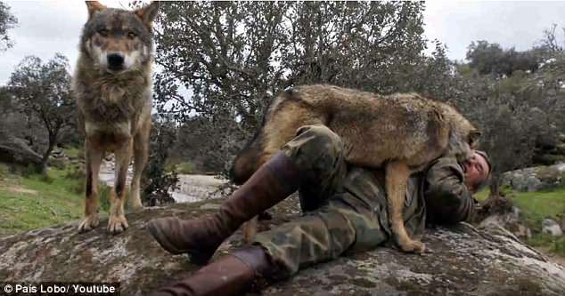 White Wolf : Man raised by wolves for 12 years wishes he could return ...