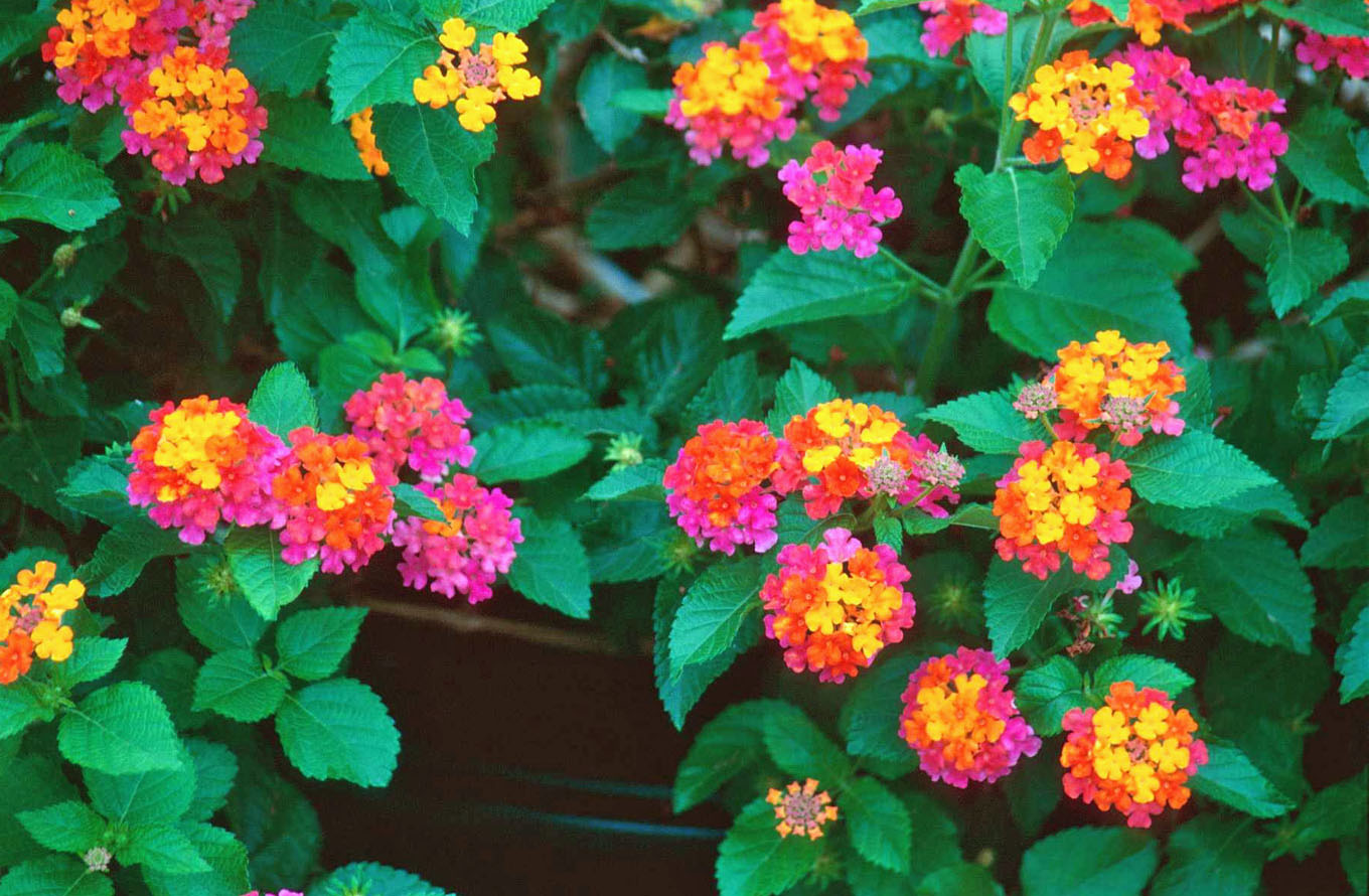 Ficha Botánica: LANTANA (Lantana camara)