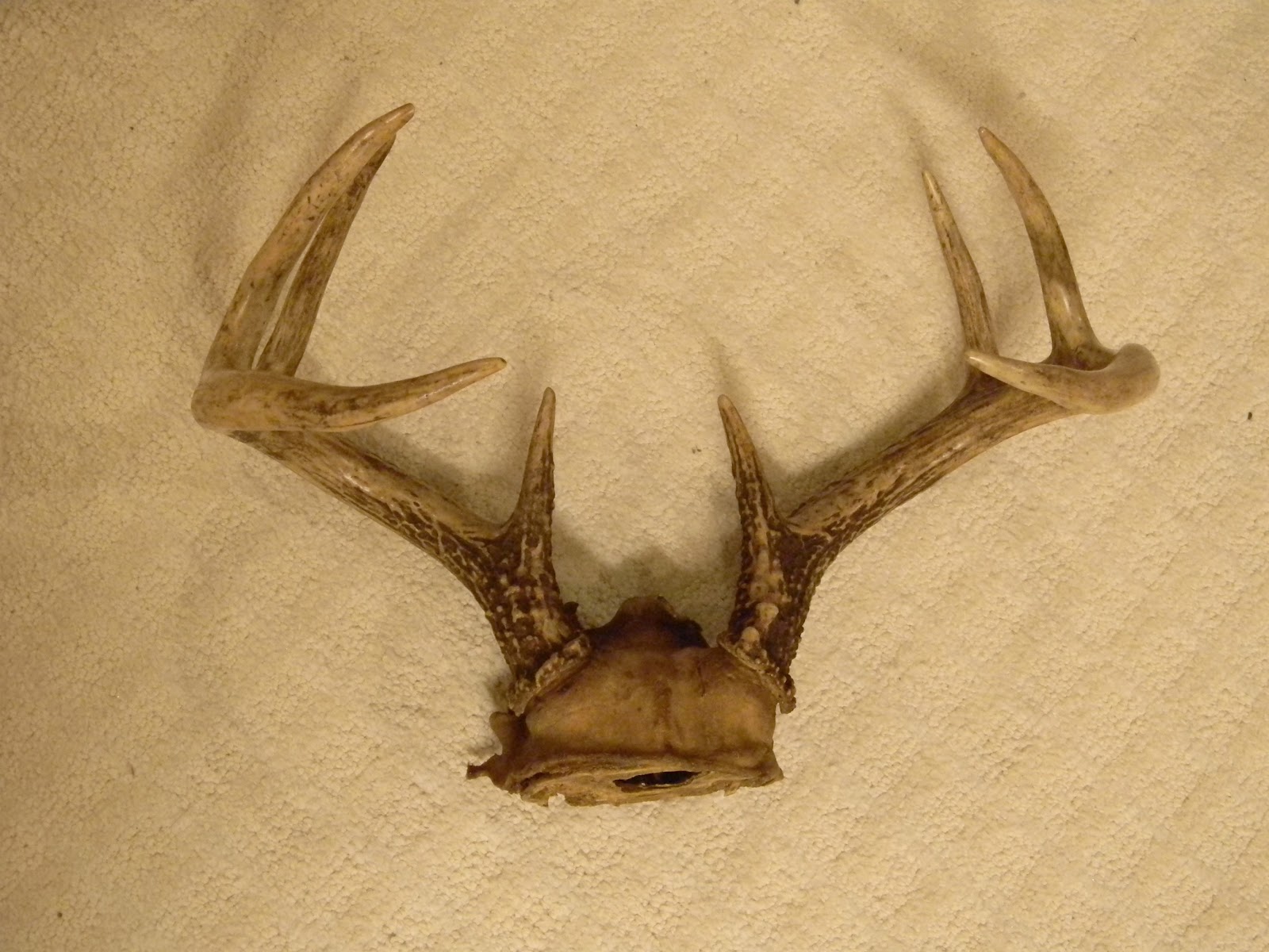 Forever Decorating!: My little piece of nature!