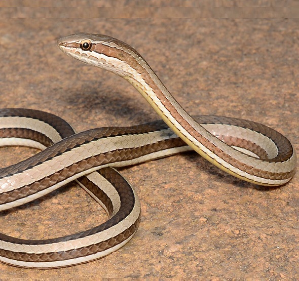 Species New to Science: [Herpetology • 2017] Records of the Indian Sand ...