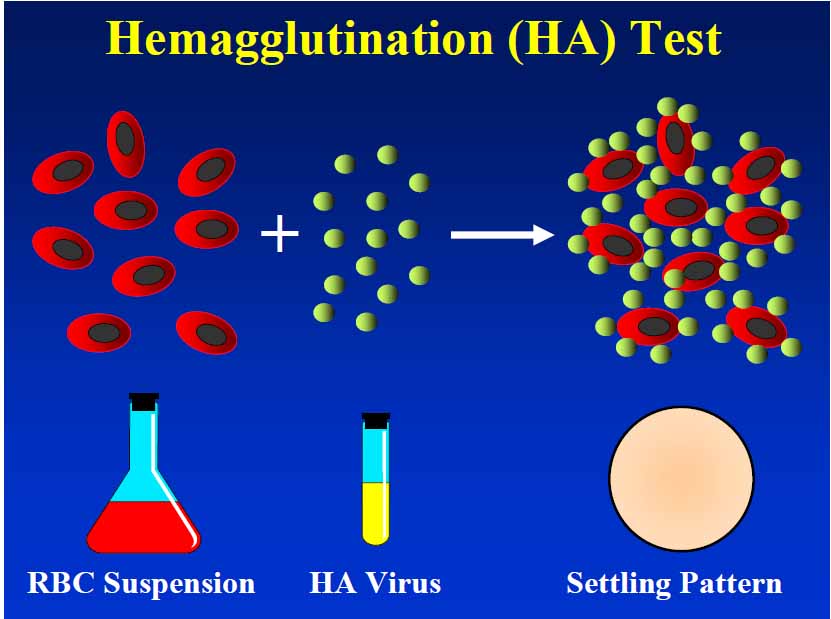 Myblog Myworld: Haemagglutination, Haemagglutination inhibition ...