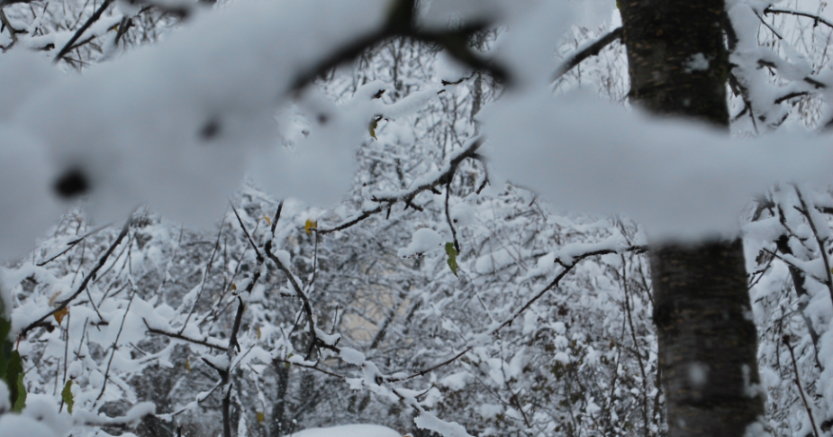 Ninge, ninge, ninge!