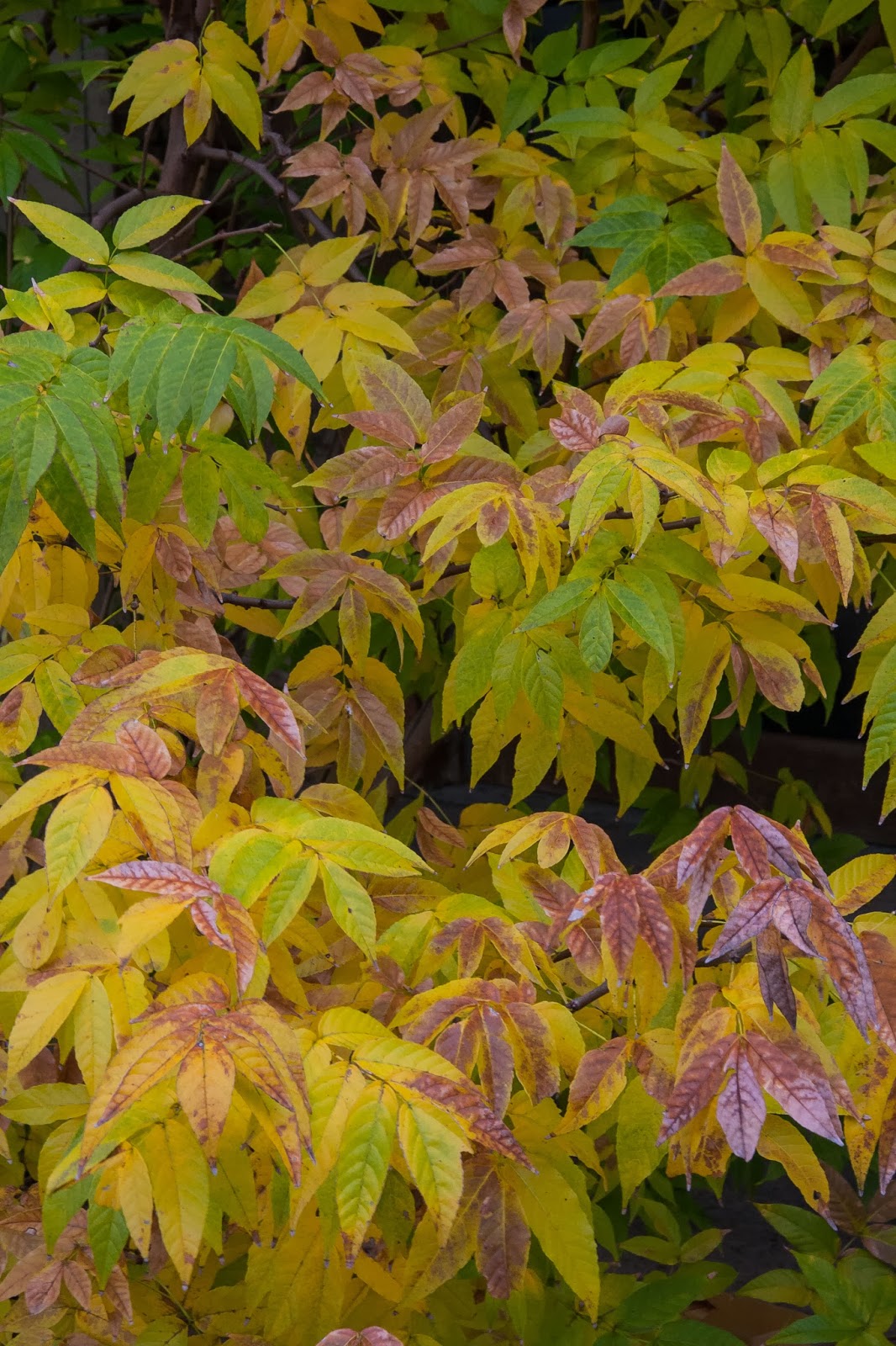 Mexican Buckeye Tree