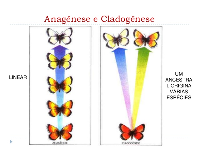 O Melhor da Biologia: Anagênese e cladogênese