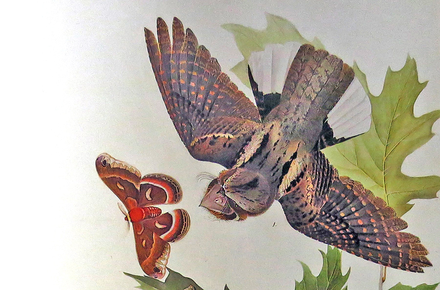 One Jackdaw Birding: Vanishing Whip-Poor-Wills