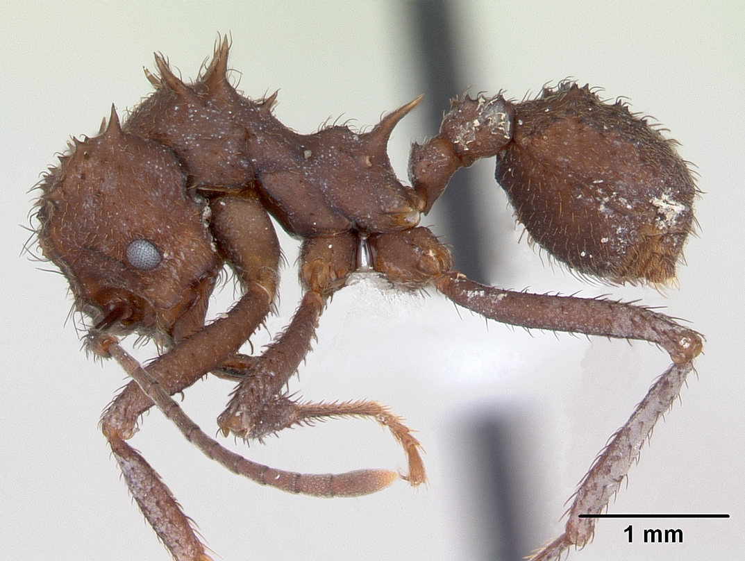O Império Myrmex: Acromyrmex (pt)