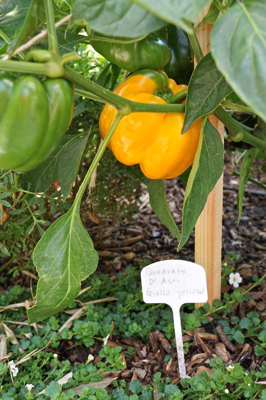 Andie's Way: A Tasty Rainbow of Bell Peppers