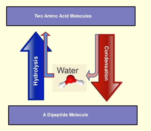 Biology 11-A level (SBR)