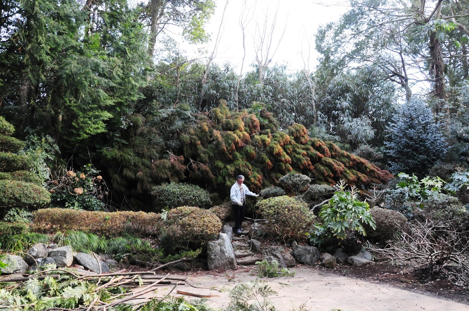 Our Japanese Eco-Kominka: East Side Tree felling in February 2013.
