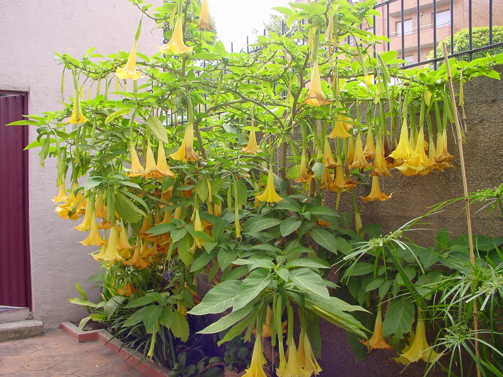 Jardineria Eladio Nonay: BRUGMANSIA O TROMPETERO (Jardinería Eladio Nonay)