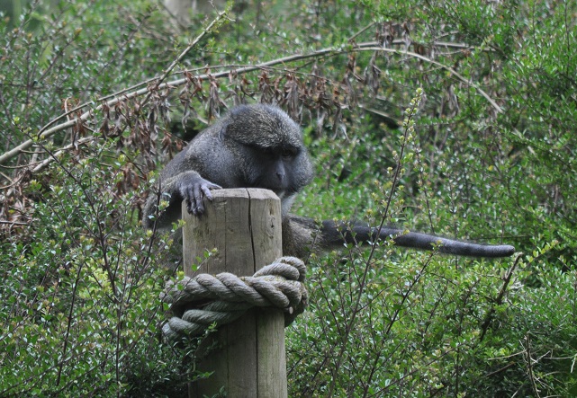 ZOOTOGRAFIANDO (6.100 ANIMALS): MONO DE ALLEN / ALLEN´S SWAMP MONKEY ...