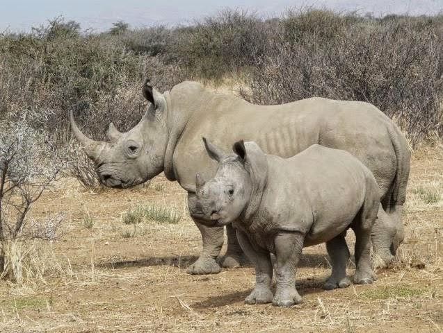Peran Ajaib Badak Dalam Mata Rantai Kehidupan - Ajaib dan Aneh