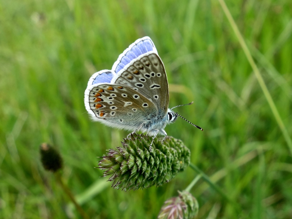 Roy's Nature Logbook: Common Blue Butterfly