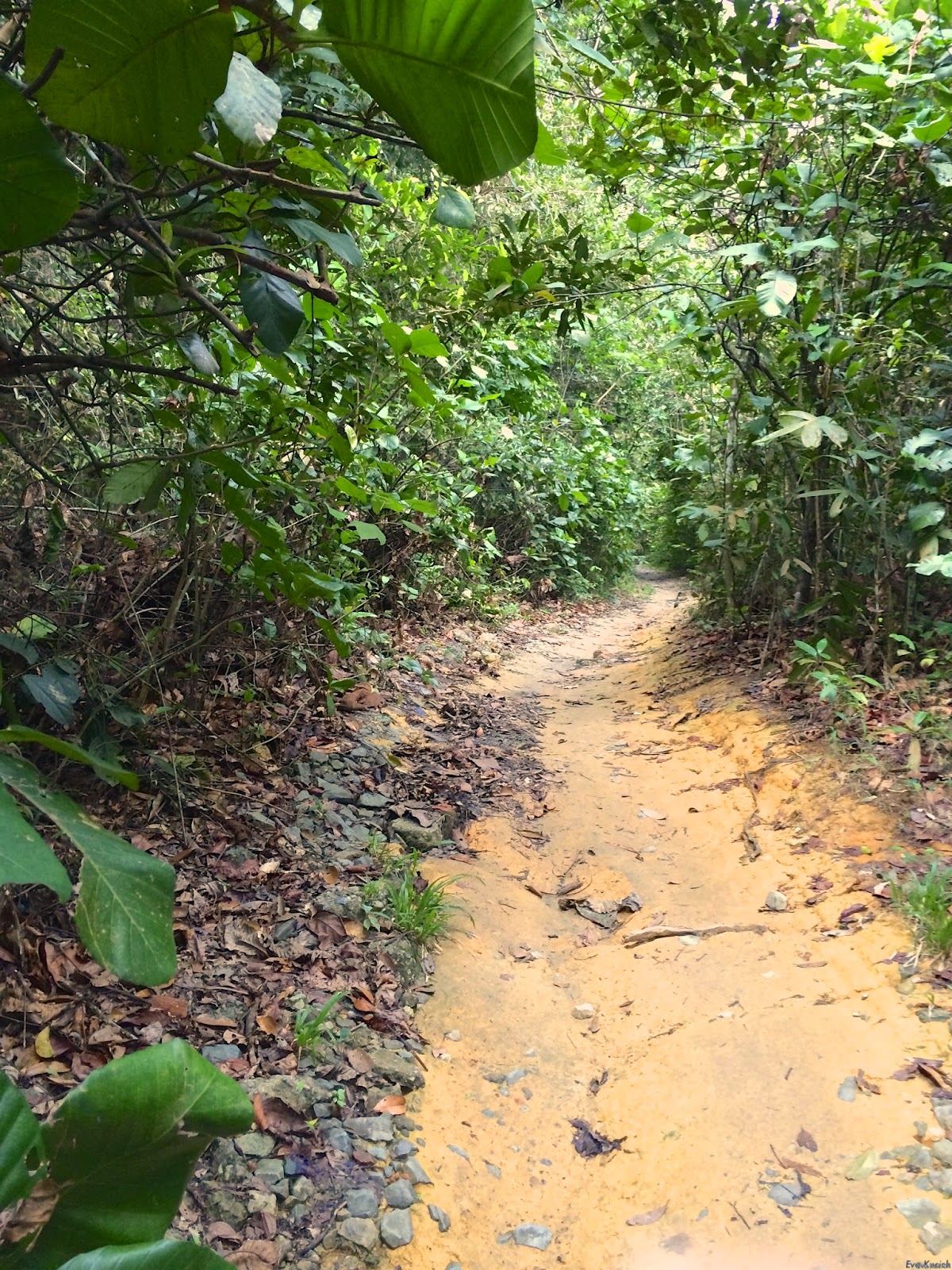 She Does: Singapore Jungle Walk