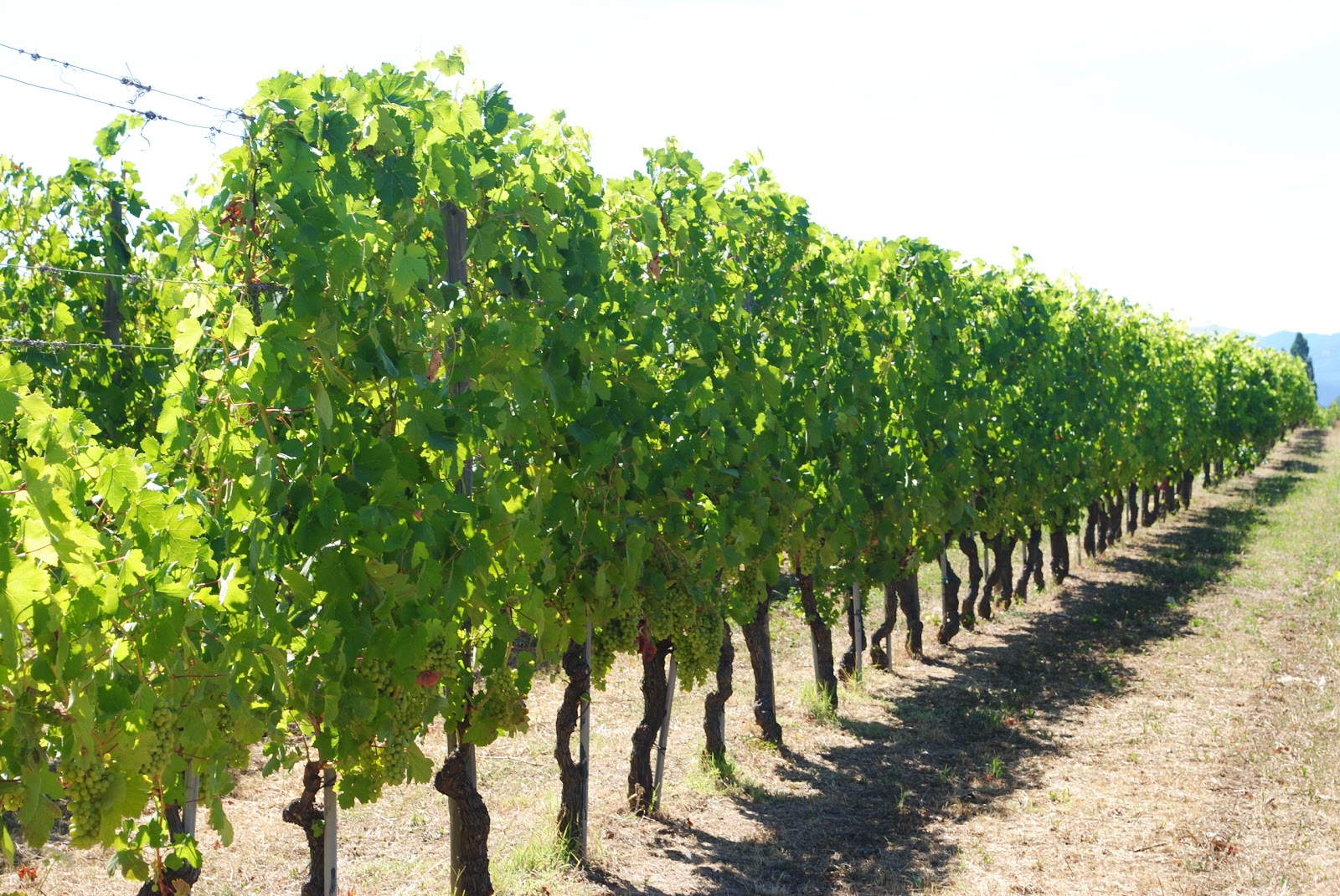 VINI & VITIGNI: ENOVAGANDO PER I BALCANI