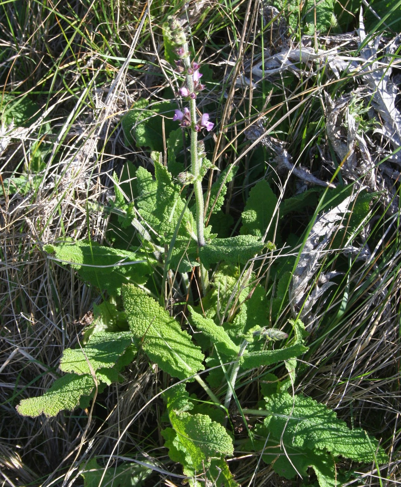 Plantas: Beleza e Diversidade: Salva-do-sul (Salvia sclareoides)