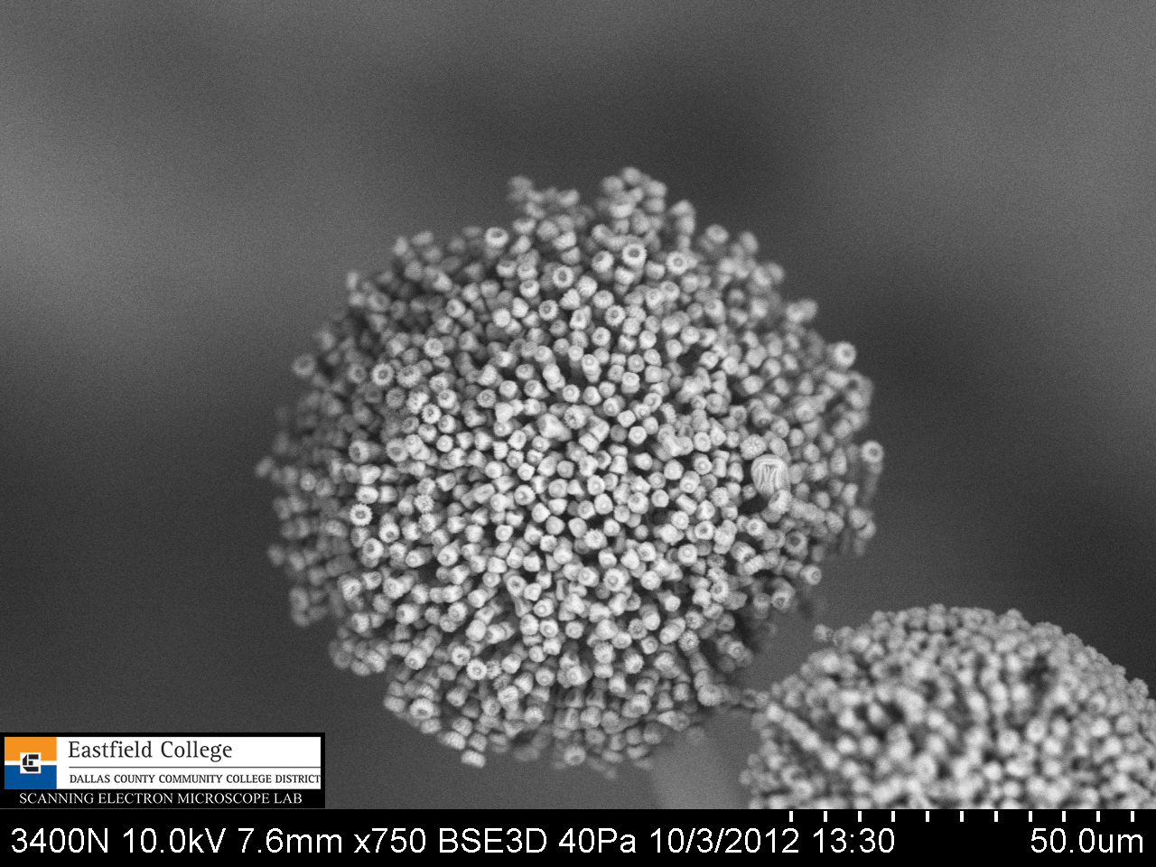 Scanning Electron Microscope Blog: Fungi - Images for Eastfield College ...