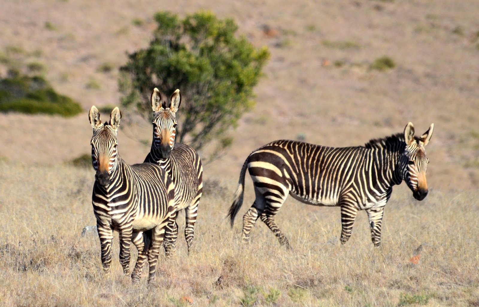 Far and Wild Safaris Blog: Samara Private Game Reserve - The Manor ...