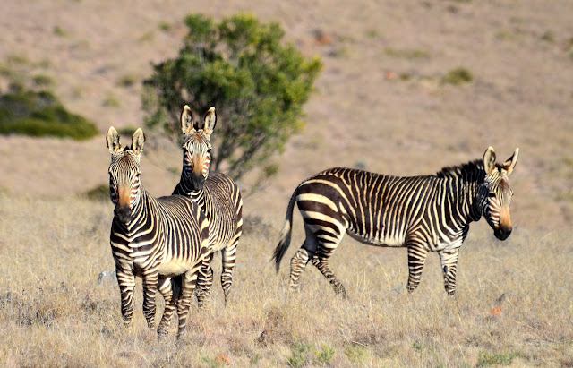 Far and Wild Safaris Blog: Samara Private Game Reserve - The Manor ...