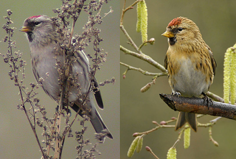 Worcestershire Redpolls and separation guide: Worcestershire Redpolls ...