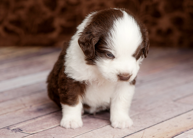 Bunker's Mini and Toy Aussie's