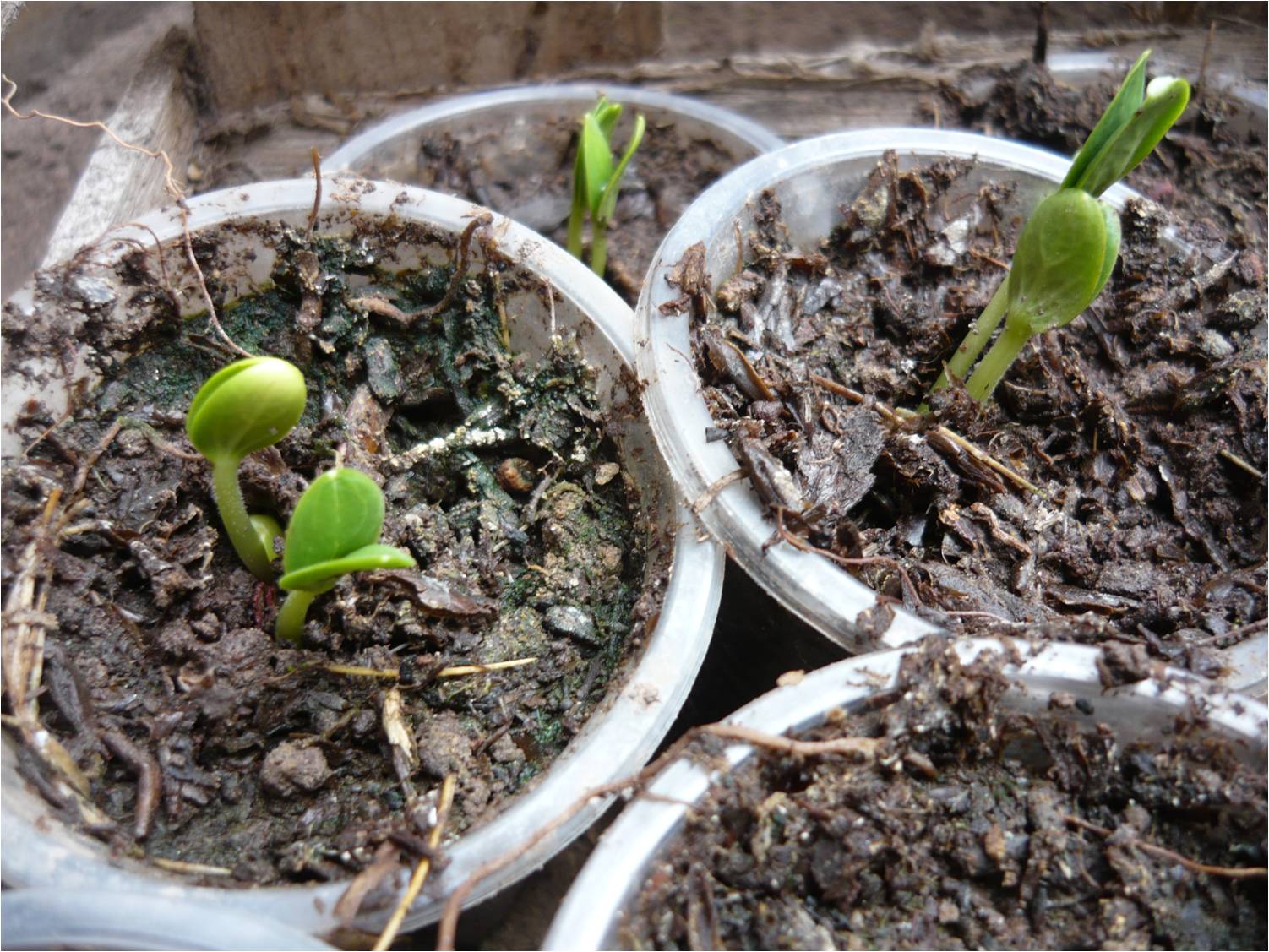 ALTERNATIVA ECOLÓGICA: LOS ALMÁCIGOS - TRASPLANTE