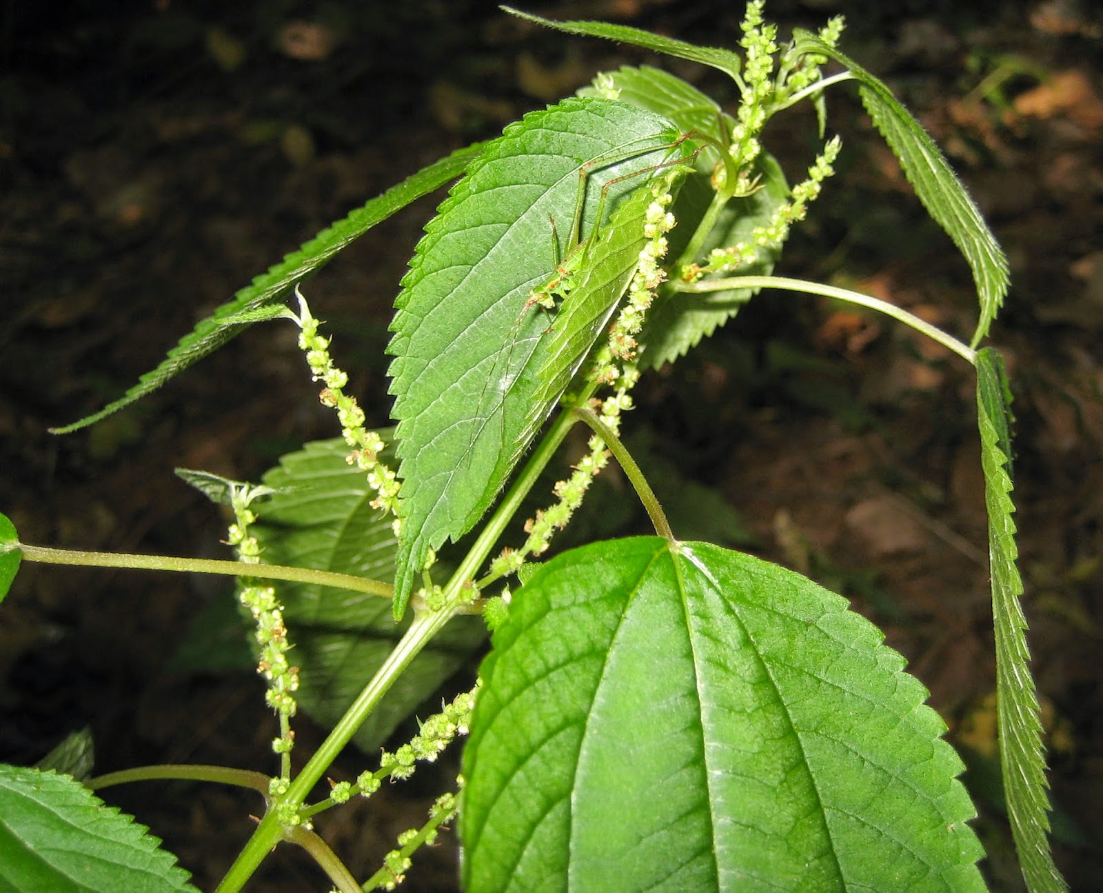 Discovering His Creation: False Nettle (Boehmeria cylindrica)
