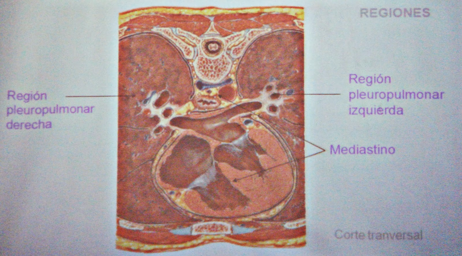 Pared y cavidad torácica. Regiones del tórax
