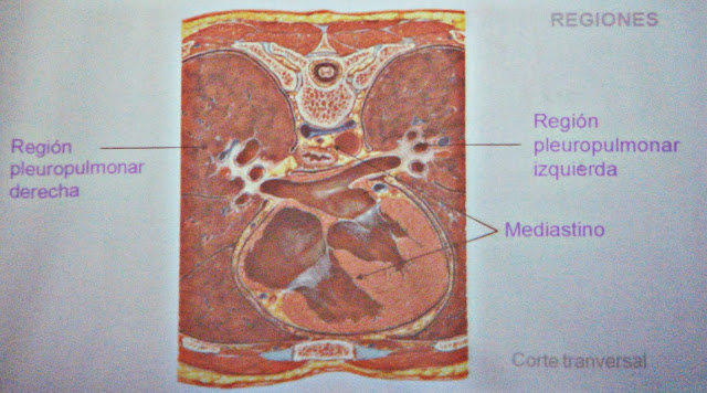 Pared y cavidad torácica. Regiones del tórax