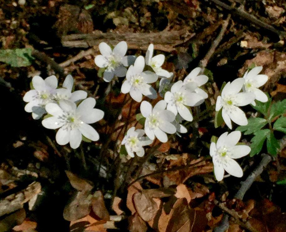 The Phytophactor: Friday Fabulous Flower - Liverleaf