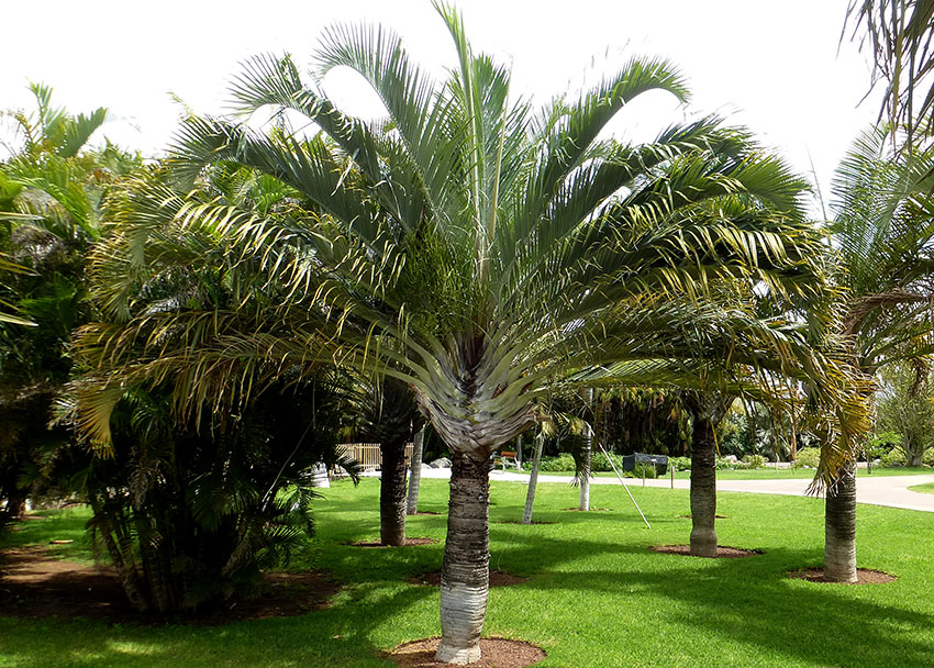 Dypsis decaryi «palmera triangular» - Id Plantae