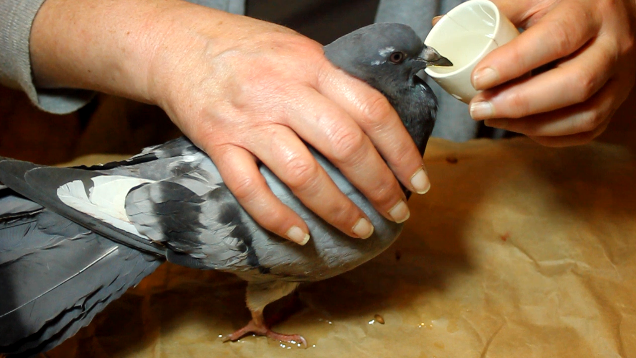 Initial Treatment - Wound on a Pigeon Including Pierced Crop | The ...