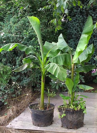 floridis: Jak uprawiać bananowca?