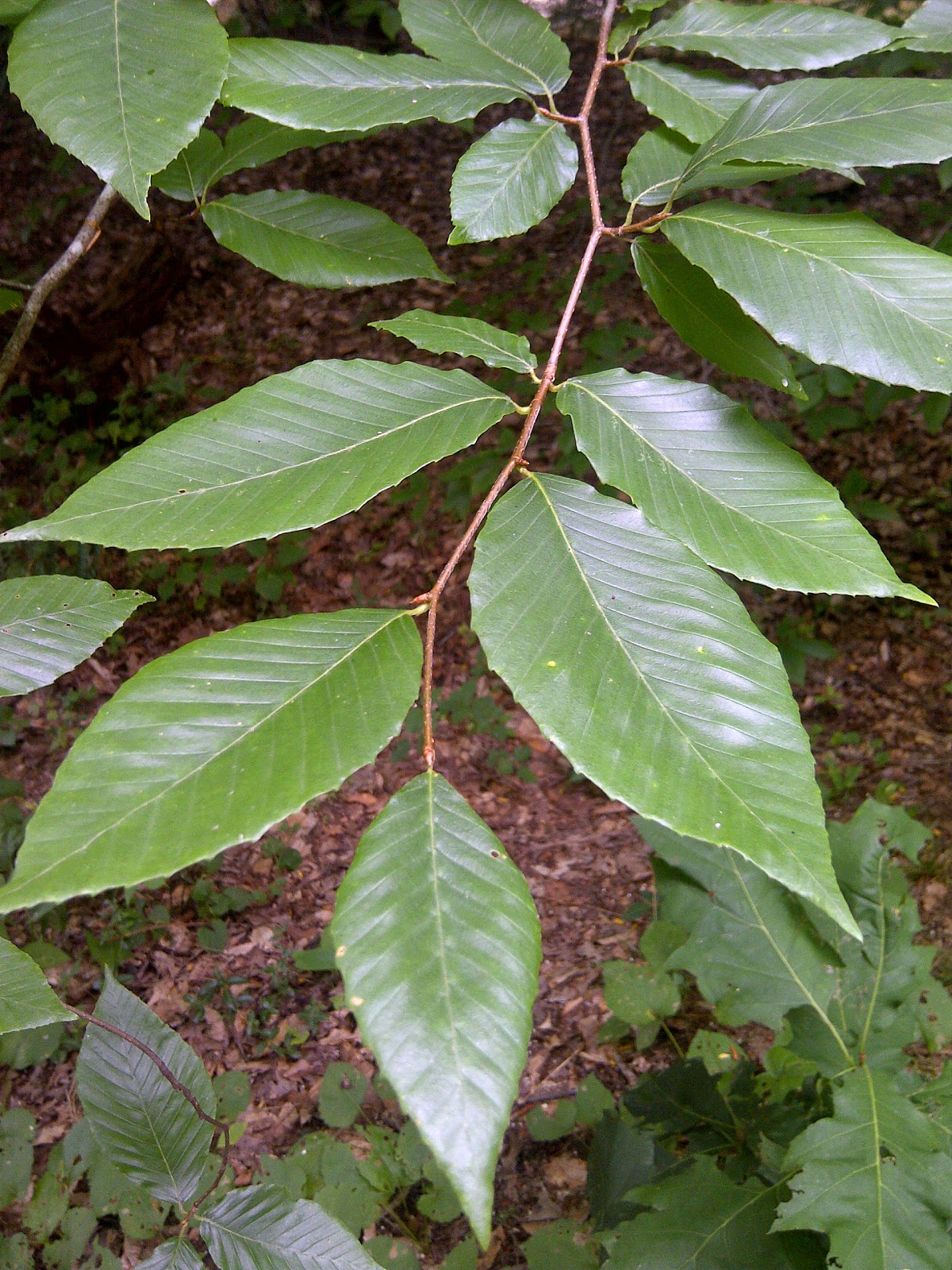A Year With the Trees: American Beech - Fagus grandifolia
