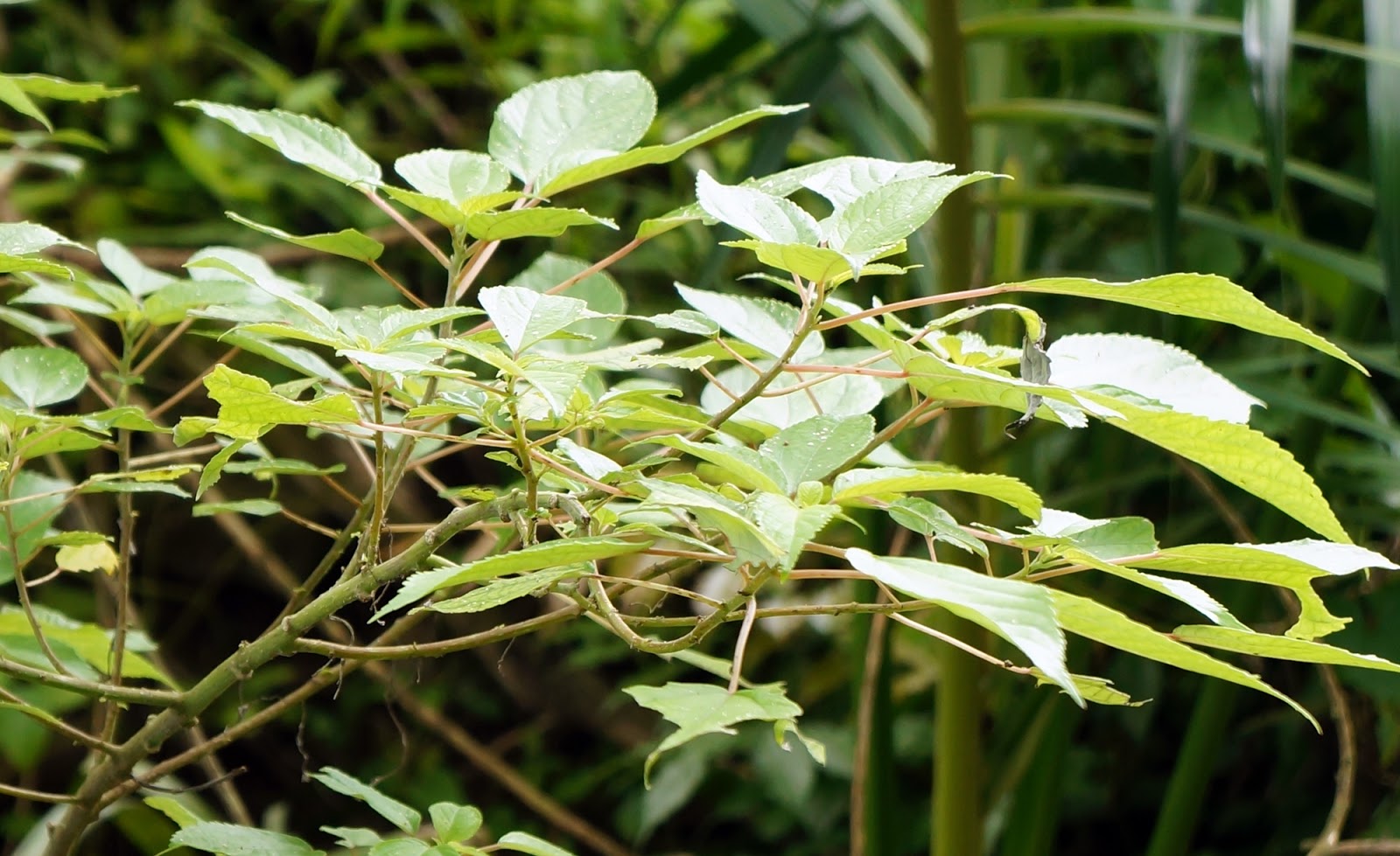 Riverine Parks: Pipturus argenteus