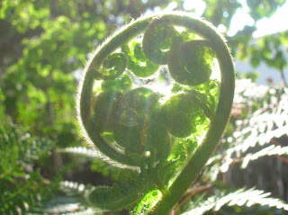 Recregarden: DICKSONIA FIBROSA