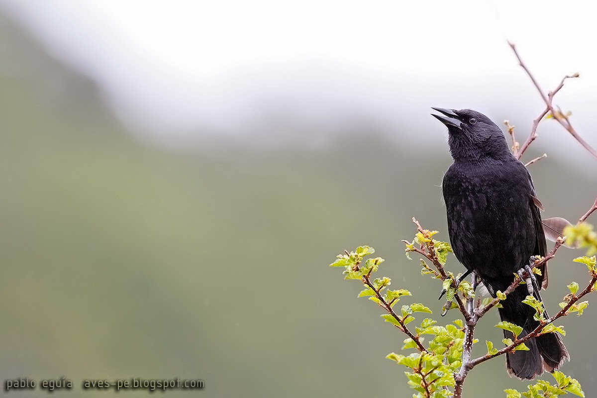 mis fotos de aves: Curaeus curaeus Tordo Patagónico Austral Blackbird