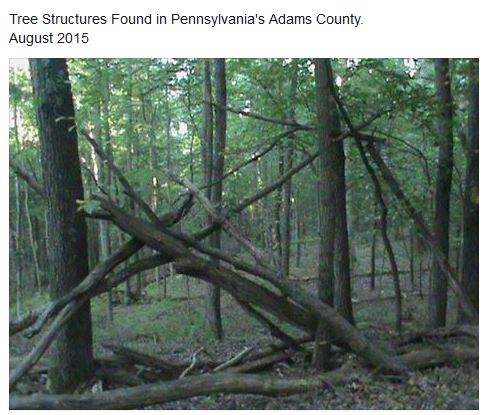 Bigfoot Sighting & Field Notes: Complex Tree Structure Found